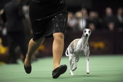 Whippet gets fast start at America's top dog show | wfaa.com