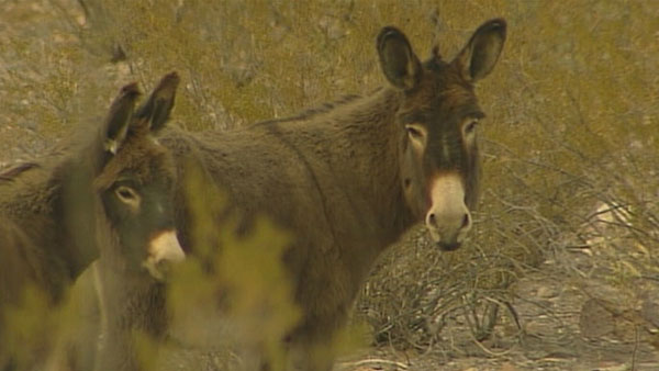 Burro killings at Texas state park create backlash | wfaa.com