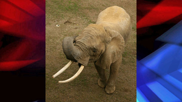 Dallas zoo elephant passes away | wfaa.com