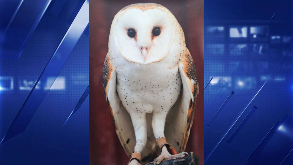 Missing owl returned to Fort Worth Zoo | wfaa.com