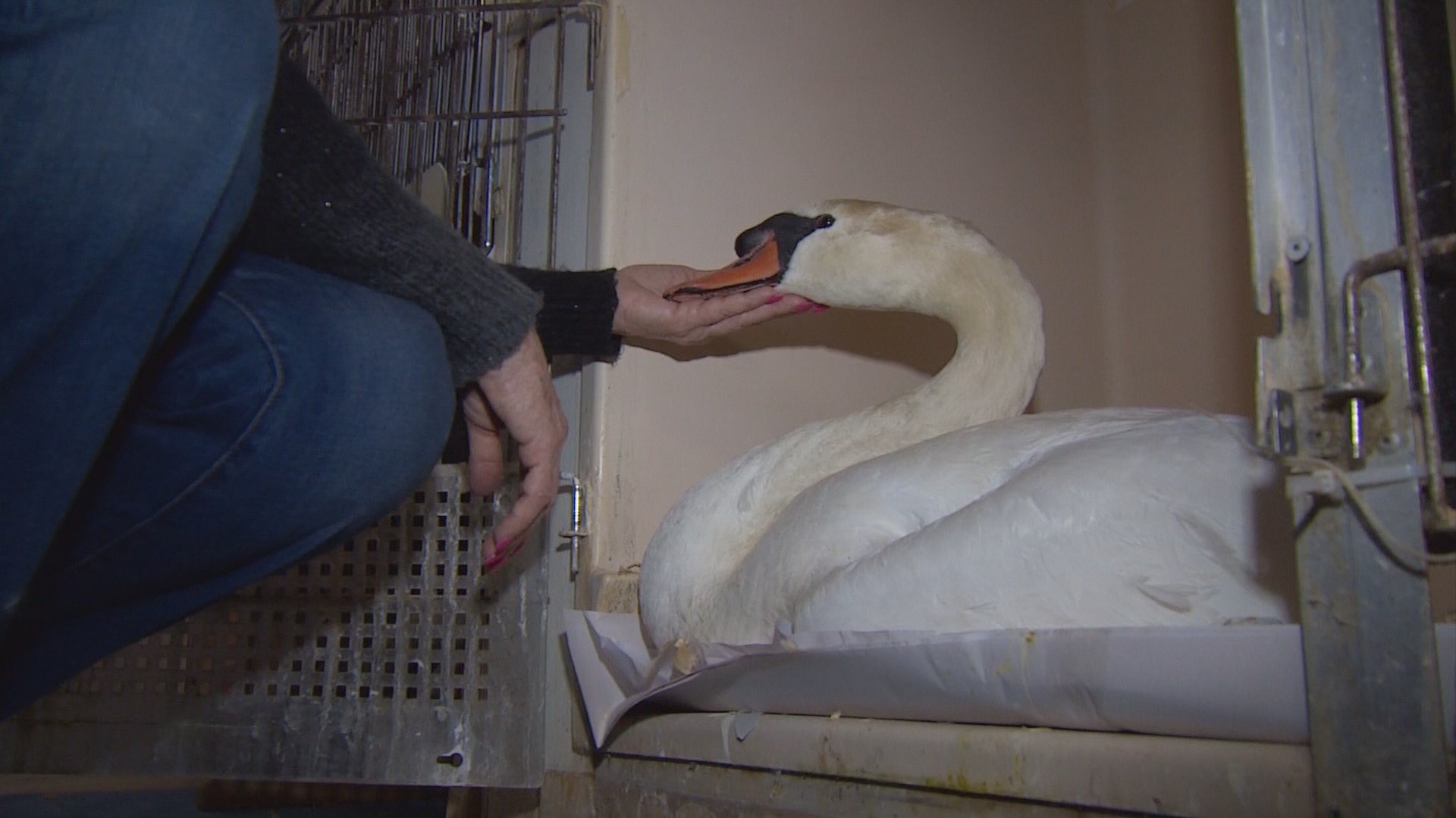 Injured swan drives donations for wildlife rehab center | wfaa.com