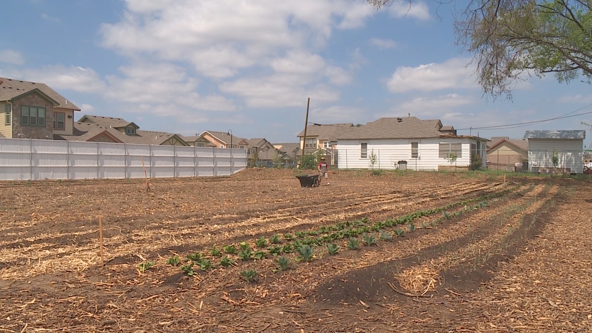 Neighbors embrace urban farm in Dallas' Bonton area | wfaa.com
