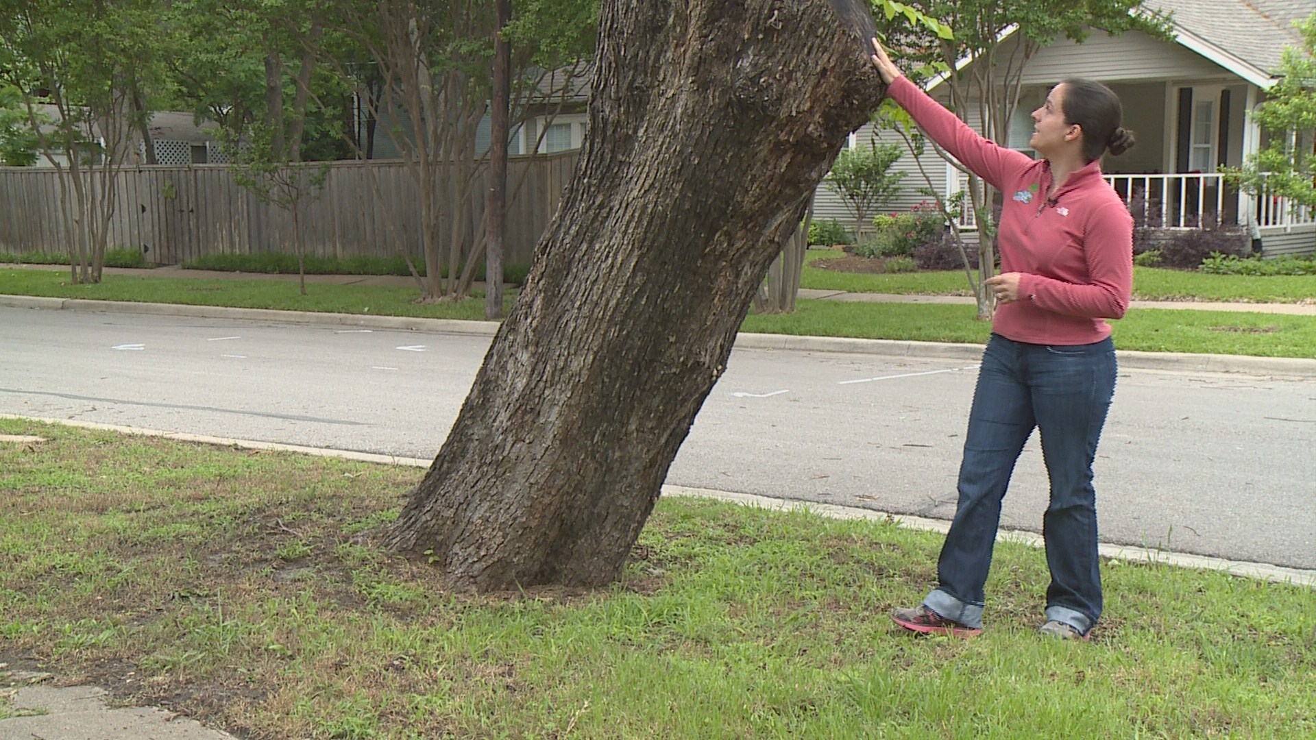Recent heavy rains put some North Texas trees at risk | wfaa.com