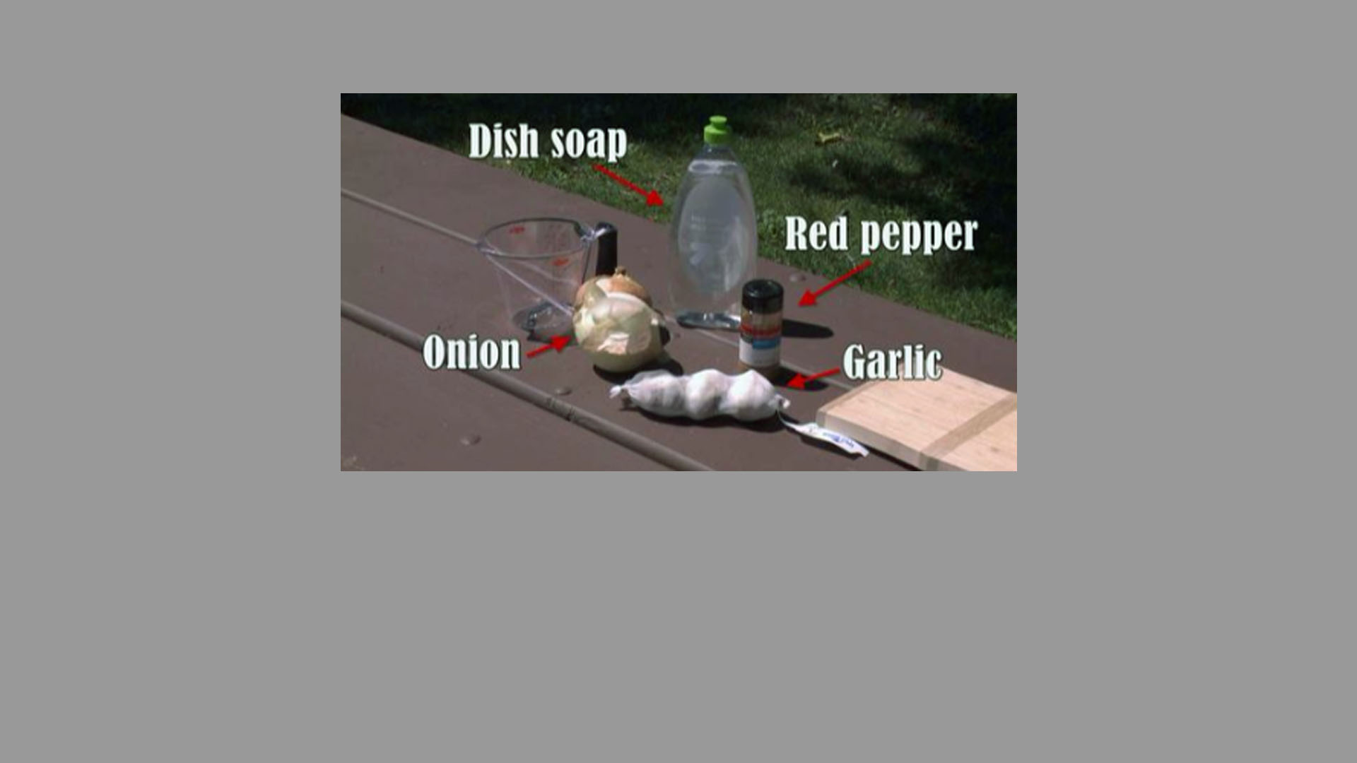 Make your own natural insecticide | wfaa.com