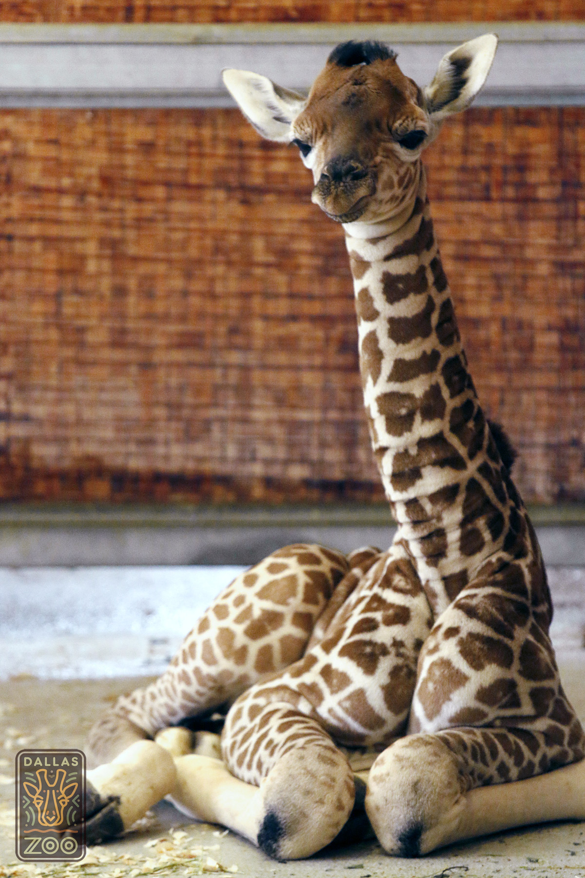 The baby giraffe has a name! | wfaa.com