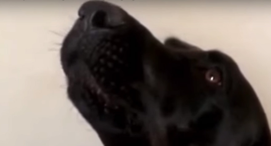 Adele's 'Hello' spurs dogs' emotions | wfaa.com