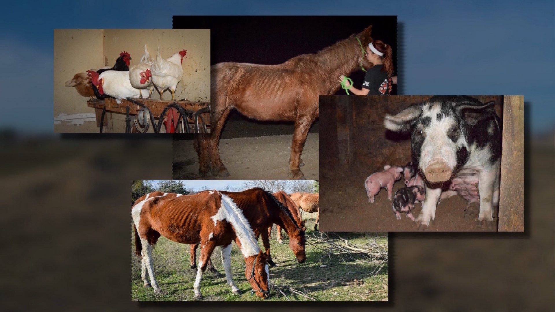 90 neglected animals rescued by North Texas group | wfaa.com