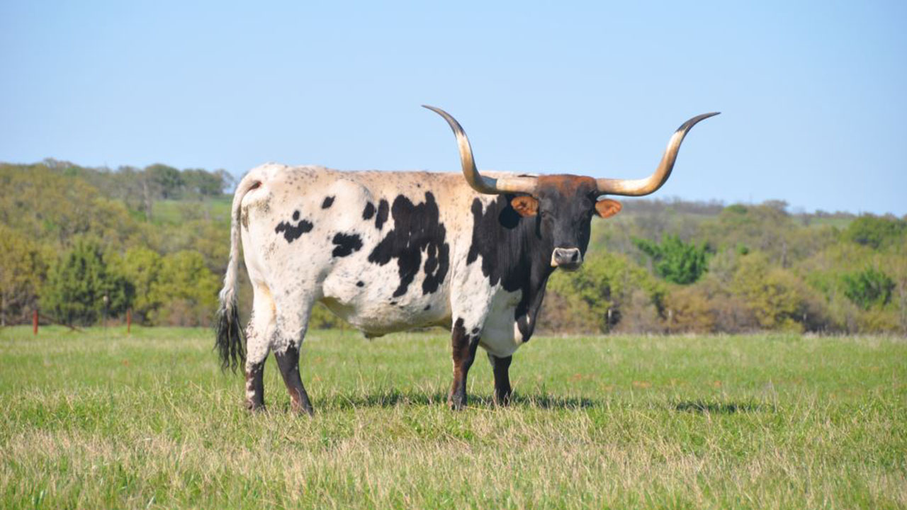 Beloved longhorn retiring from Fort Worth Herd | wfaa.com