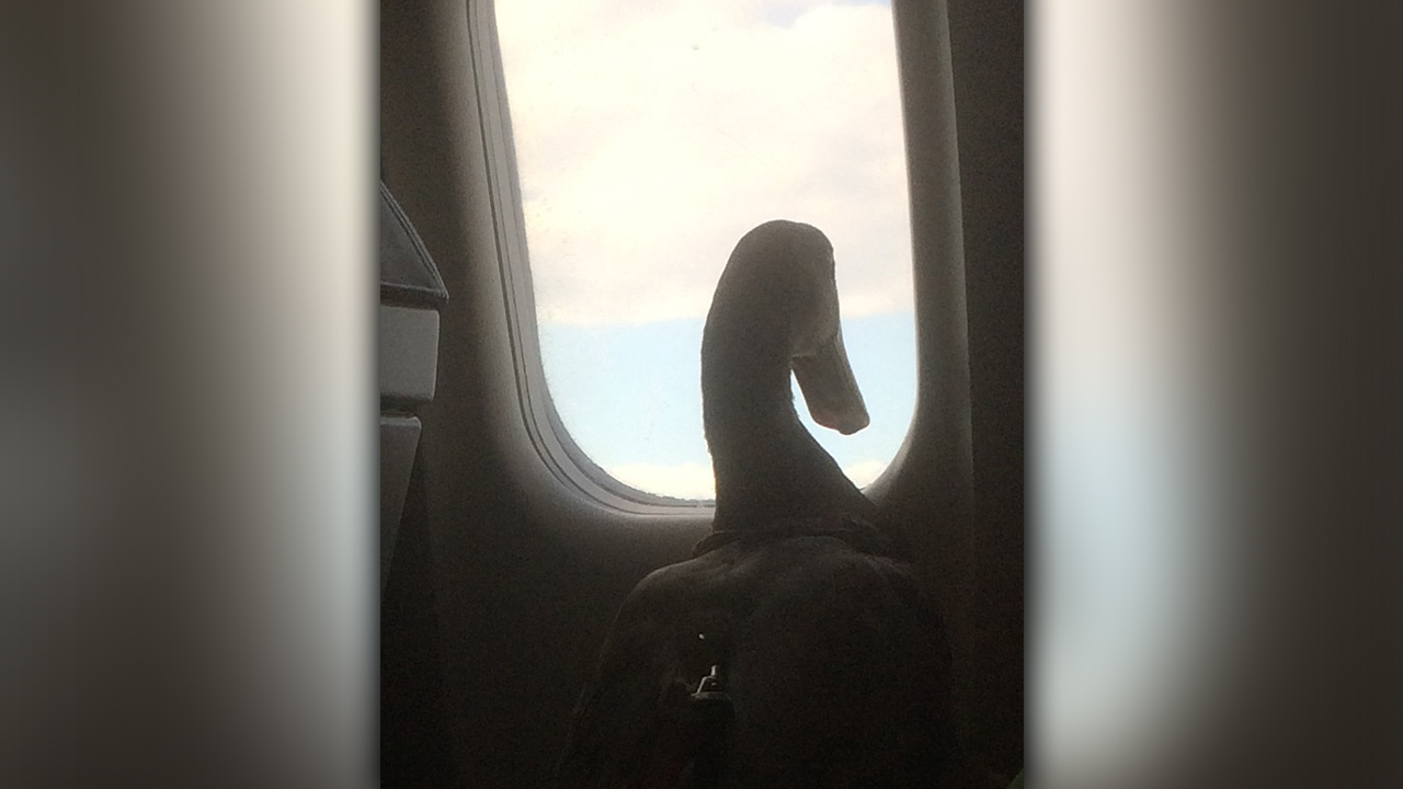 'Emotional support duck' goes viral after plane ride | wfaa.com