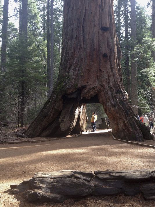 Iconic California Sequoia 'tunnel tree' destroyed in storm | wfaa.com