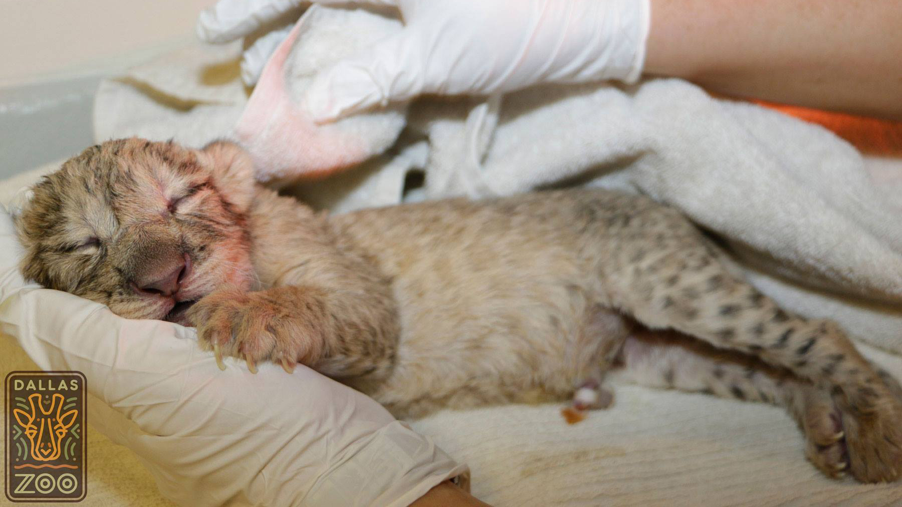 'Miracle cub': First lion cub born at Dallas Zoo in 40 years | wfaa.com