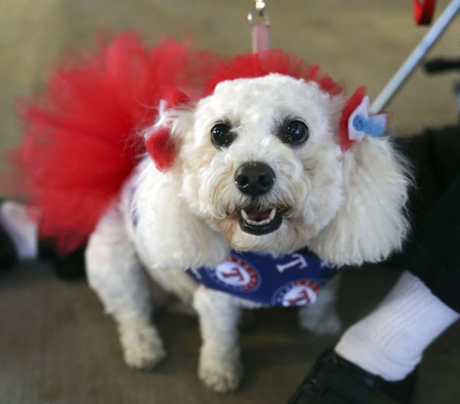 Texas Rangers weekend wrap-up: They call it the Streak | wfaa.com