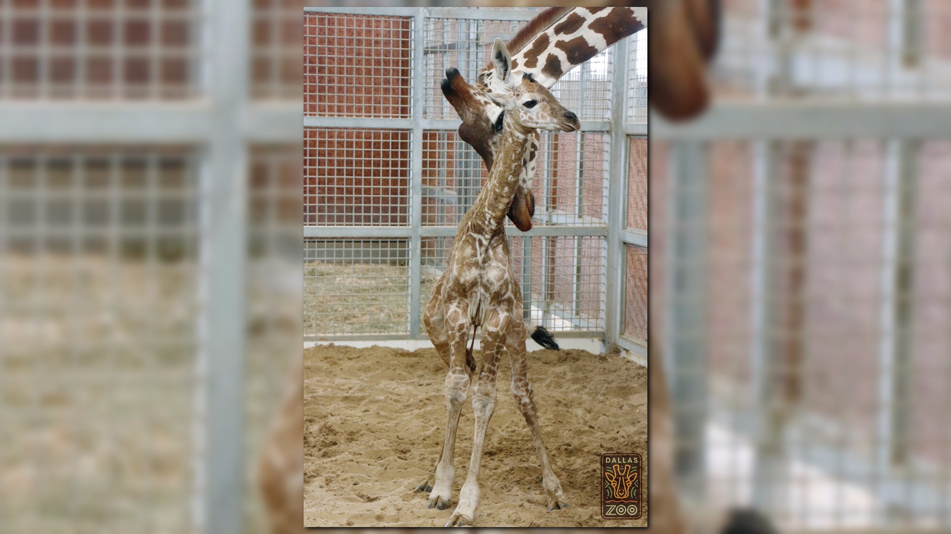 Almost 2 years after giraffe death, mom gives birth again at Dallas Zoo ...