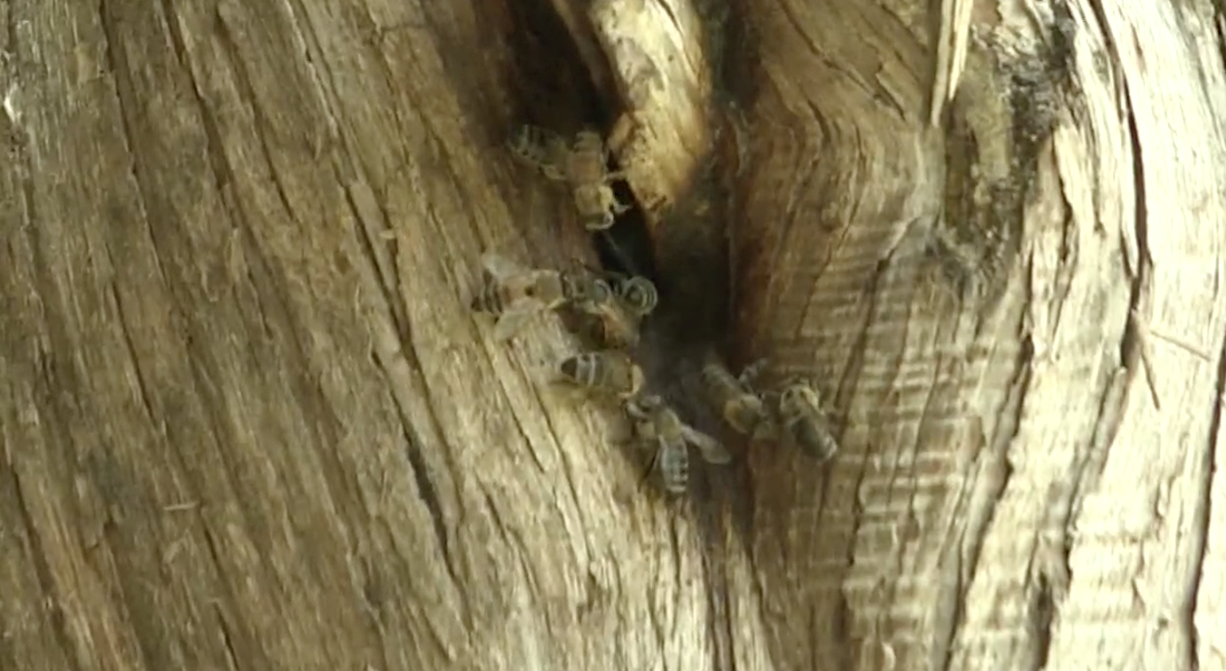 Aggressive bees blamed for attacks in North Texas | khou.com