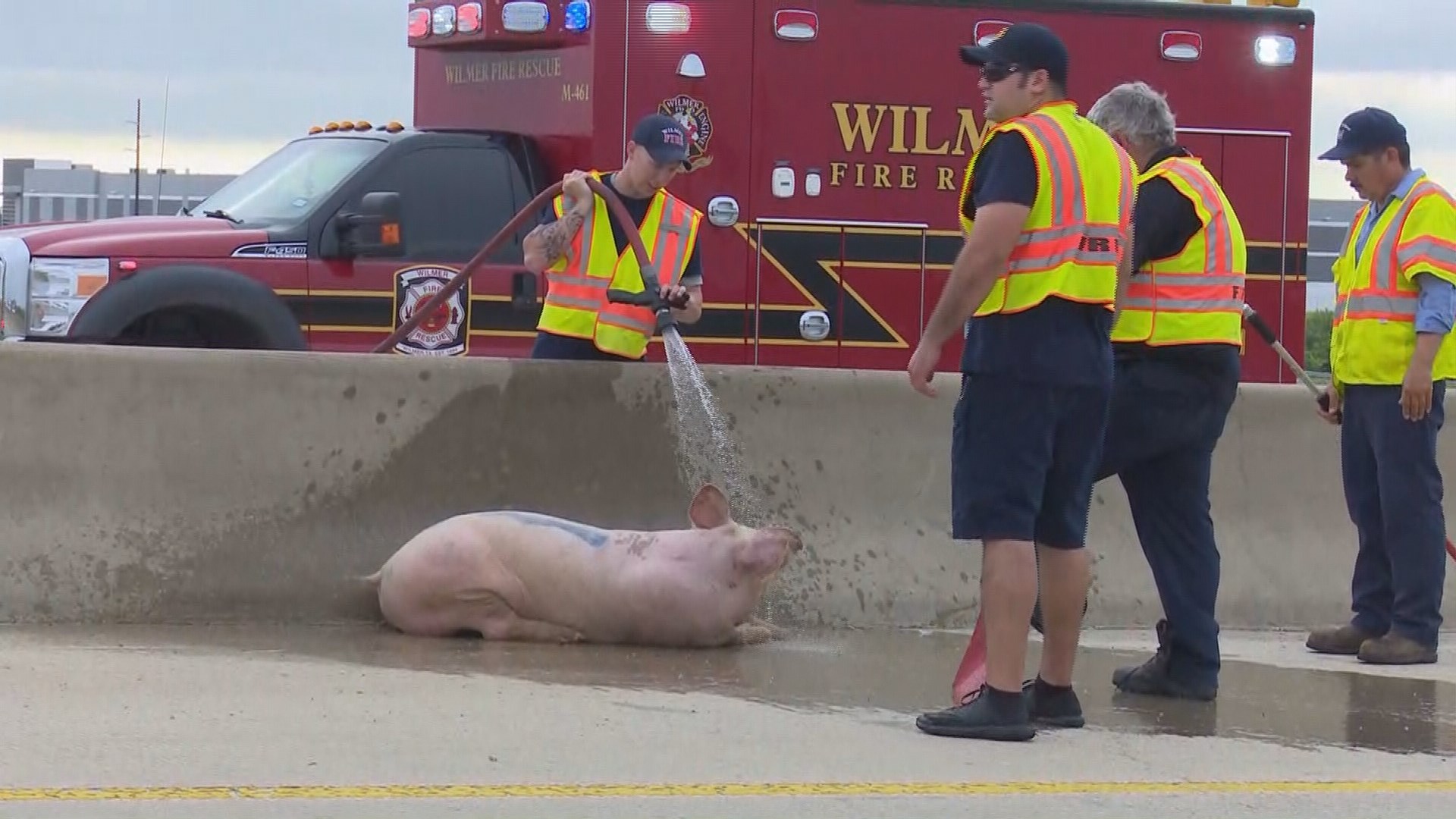 Truck Carrying Pigs Overturns, Closes Texas Interstate | wltx.com