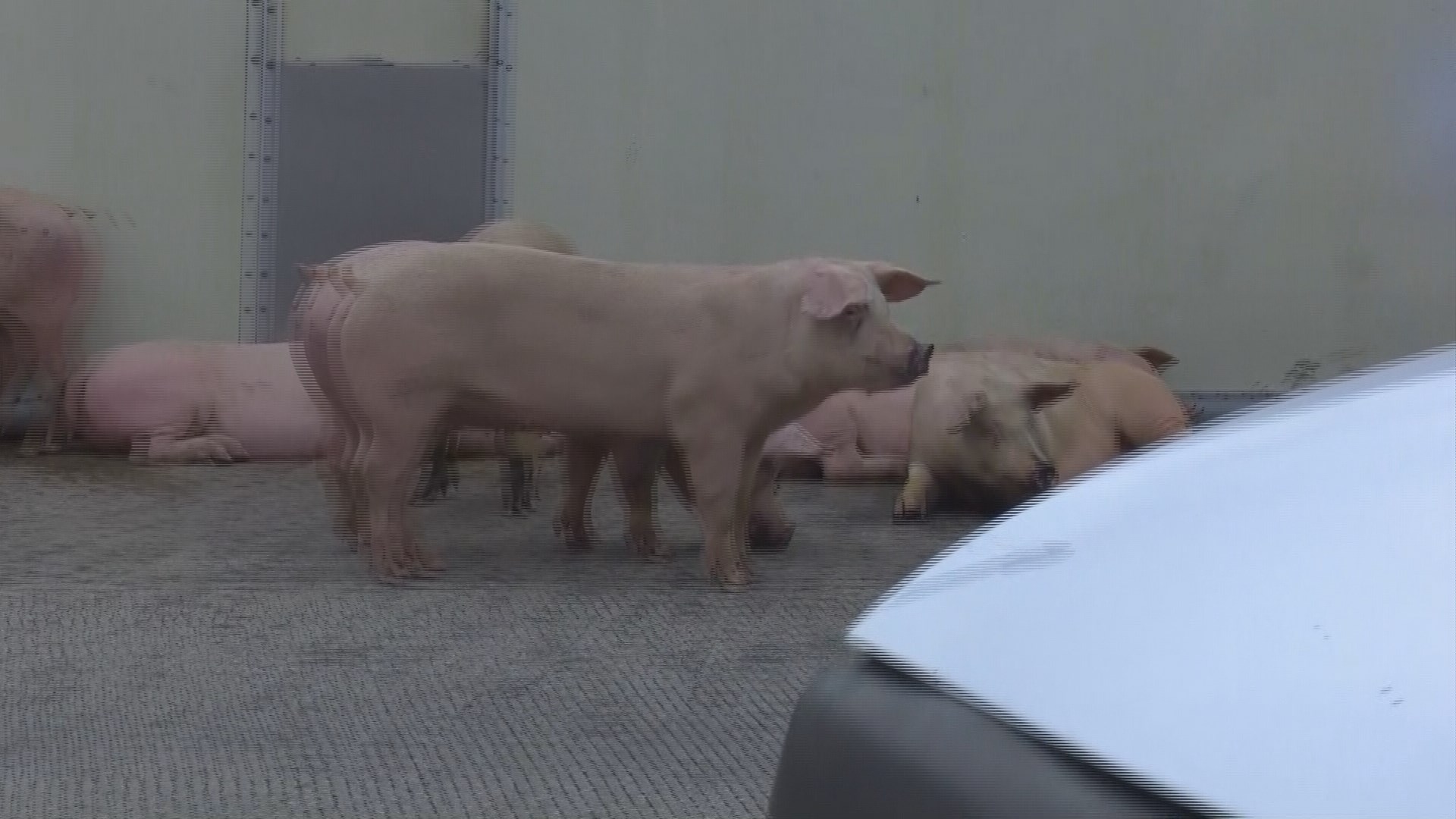 Photos: Pigs run loose after semi crash on I-45 | khou.com
