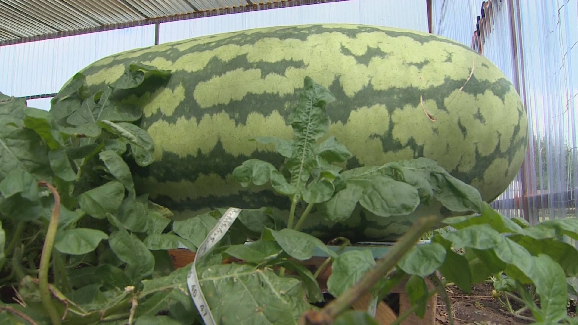 Waxahachie man grows human-sized watermelons | khou.com