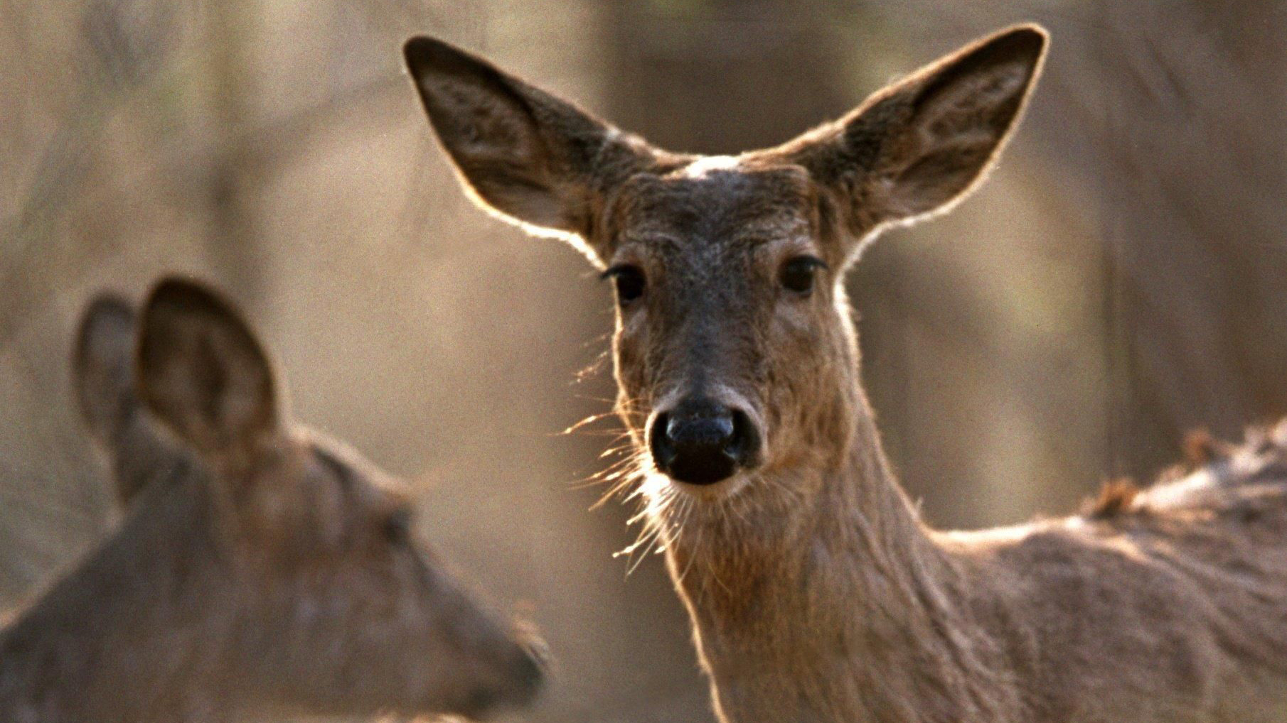 Why this deer disease could change the way Americans hunt forever ...